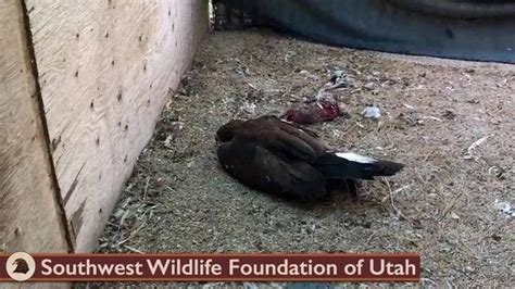 Eagle Arrived Unconscious The Pets Mansion Gan Jing World