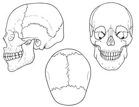 Craneo Huesos Humano Hueso Pictogramas Imagui Organs Aprender