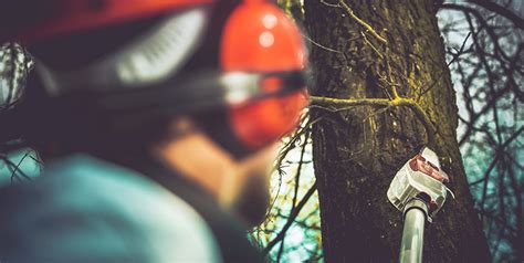 Tree Pruning And Trimming Mistakes You Should Avoid Design Our Tomorrow