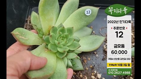 10월3일 연휴특가금모듬꼭지가 추천하는 핫한 금다육 Youtube