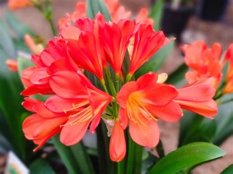 Clivia Miniata Belgian Hybrid Wholesale Nursery Nurseries In