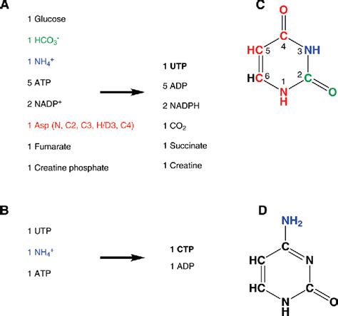 Pyrimidine Nucleotide Structure