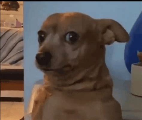 Funny Dog S
