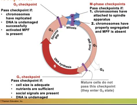 Day 28 Chapter 12 Sections 3 4 Flashcards Quizlet