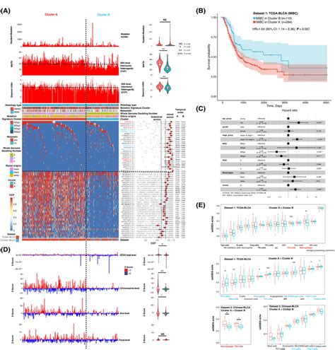 Prognostic Subtypes Of Bladder Cancer With Distinct Genomic Download Scientific Diagram