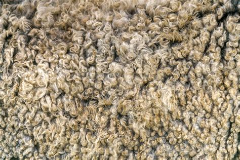 Sheep Wool Texture Golden Fleece Sheep Fur Stock Photo At Vecteezy