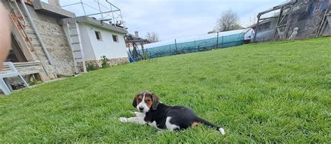 Трицветни гончета Гонче 2 месеца Мъжко Женско Черно кафяво и бяло Чистокръвно Кучета