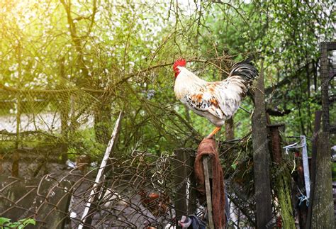 Gallo En El Pueblo Gallina Y Pollo Detrás De La Red Animales Domésticos