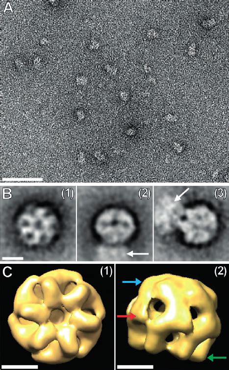 Primary Results From Negative Stain A Micrograph Of Negatively Download Scientific Diagram