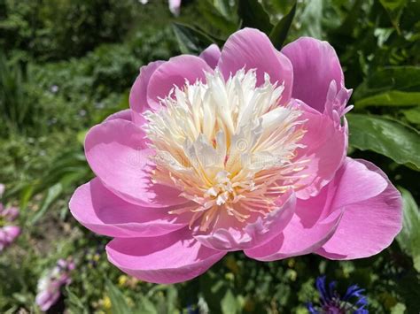 Herbaceous Peony Paeonia Lactiflora `bowl Of Beauty` Peony `bowl Of Beauty` Chinese Peony