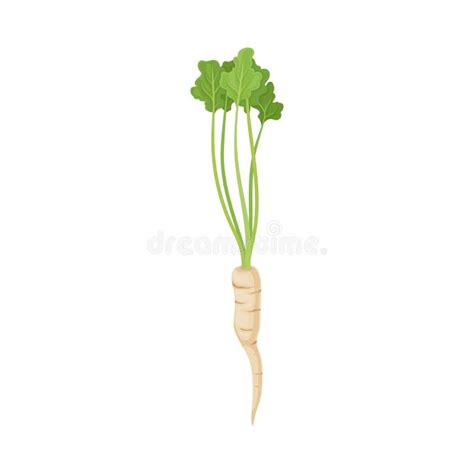 parsnip root stock illustrations 806 parsnip root stock illustrations