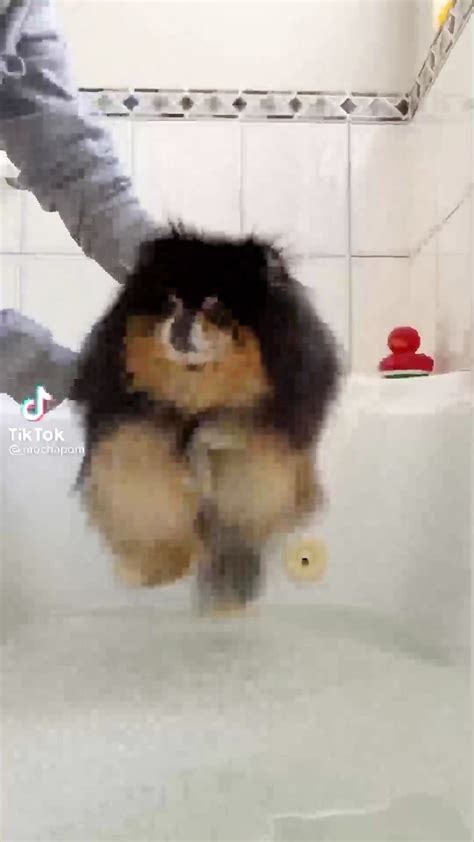 حمام کردن یونتان