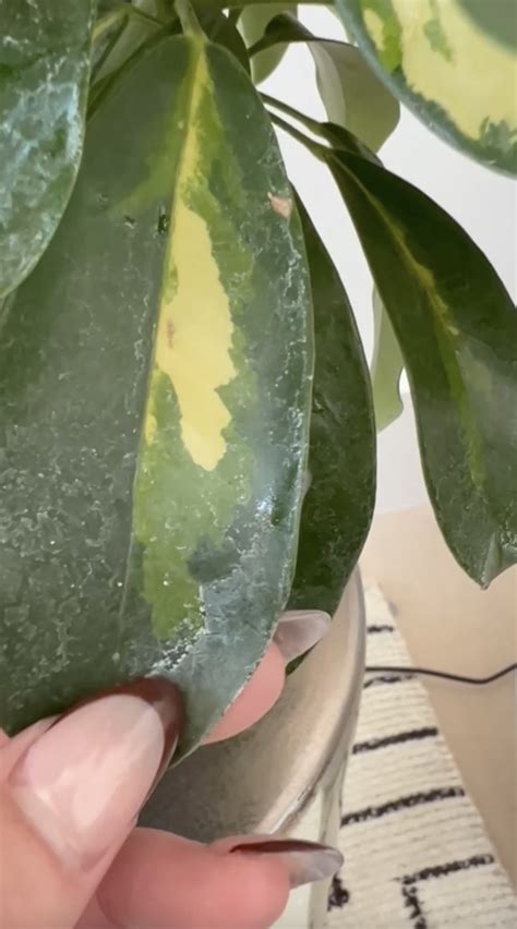 All About Scale — Plant Savvy