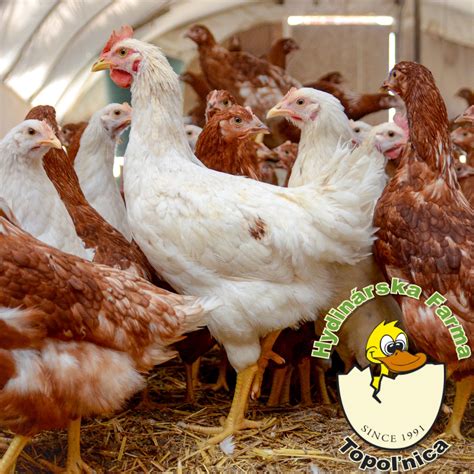 Aktuálna Ponuka Hydiny Farma Topoľnica