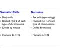 Cell Division Meiosis Flashcards Quizlet
