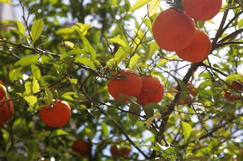 Premium Photo Orange Tree Summer Day