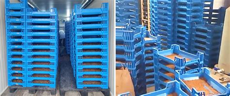 Insect Mealworm Breeding Tray Features And Applications Abnewswire