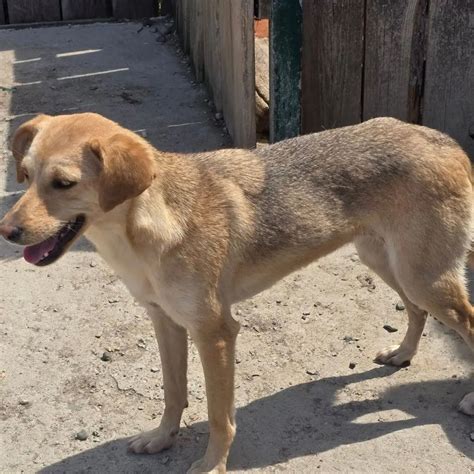 Ruby Red Santerpaws Bulgarian Rescue