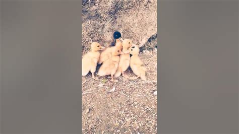 sad Viral Ducks Baby #shorts #viral #youtubeshorts #mursleenvlog # ...