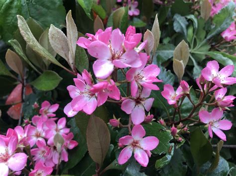 Rhaphiolepis Indica Online Flower Garden
