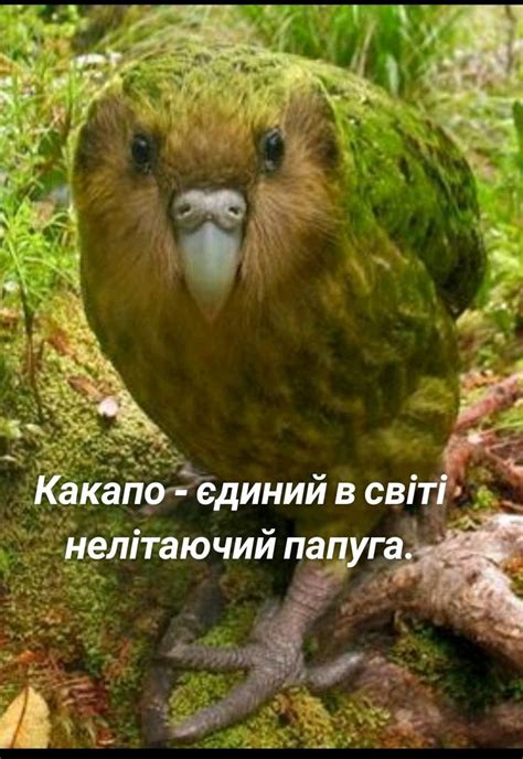 Какапо - єдиний в світі нелітаючий папуга.