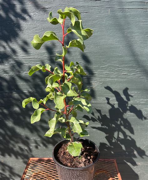 Rhus Ovata Herons Head Nursery