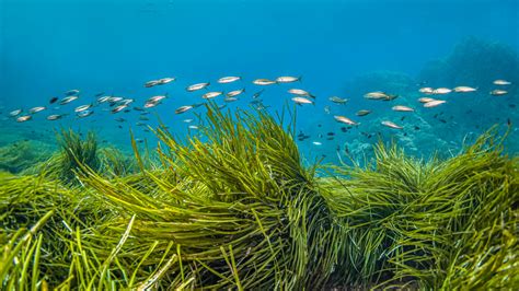 Edna Reveals Unique Fish Communities In Southern California Seagrass