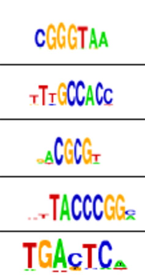 Some S Cerevisiae Transcription Factors Their Consensus Sequences Download Scientific