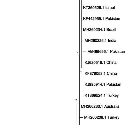 Maximum Likelihood Tree With Bootstrap Values Based On Mtcoi