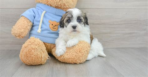 Small Havapoo Nisha 3lb 12oz Doodle Puppy