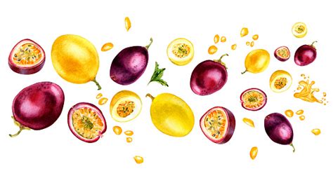 다양한 열정 과일의 배너는 흰색에 고립된 수채화 삽화를 남깁니다 패션프룻에 대한 스톡 벡터 아트 및 기타 이미지 패션프룻 수채화 일러스트레이션 Istock