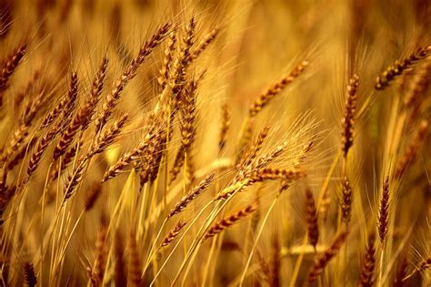 Barley Nutrition Facts Health Benefits Nutritional Value Calories