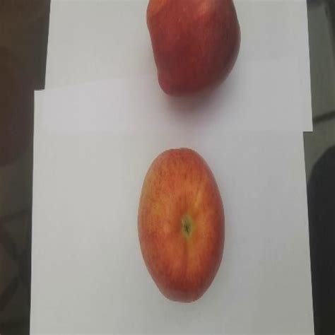 Fruits Object Detection Dataset By Reem