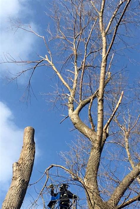 Stalilisation Of Dangerous Trees Edinburgh 24hr Trees