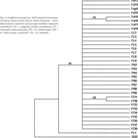 neighbor joining tree 1000 replicate bootstrap bootstrap values 50