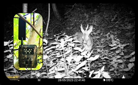 Ai Based Predictive Wildlife Detection For The French National Railway Sncf Réseau Wildlife