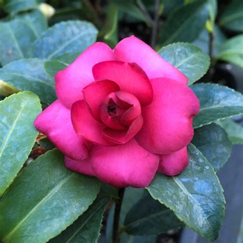 Midnight Ruby Genes Camellia World