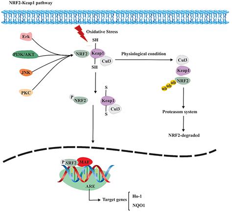 The Signaling Pathway Involving Nrf2 Keap1 Are Is Shown In A Schematic Download Scientific