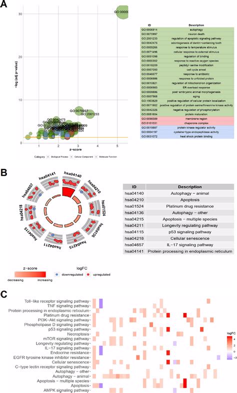 Functional Enrichment Analysis Of The Differentially Expressed ARGs A