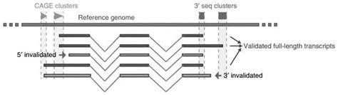Construction Method Of High Throughput Single Cell Full Length