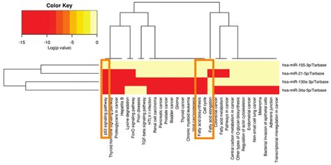 Heatmap Analysis Of The Expression Levels Of The 4 Mirna Panel In Download Scientific Diagram