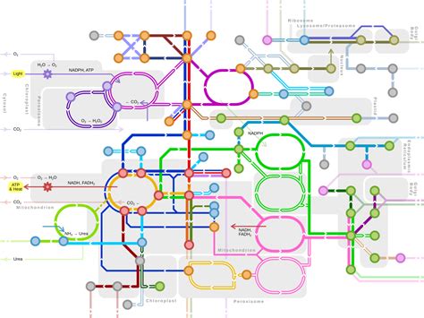 Metabolic Network Wikipedia