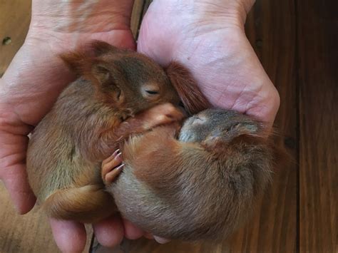 Mláďatá V Prírode čo Robiť A Nerobiť Pri Ich Záchrane Ekovýchova