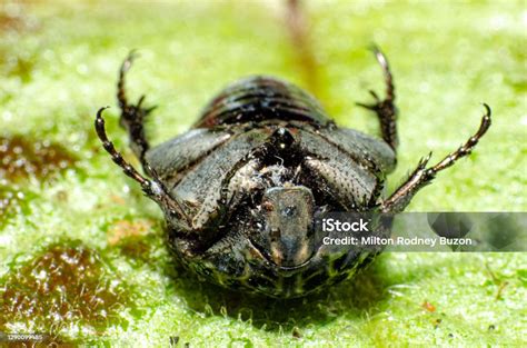 매크로 사진 녹색 잎에 이슬이 젖은 작은 딱정벌레의 세부 사항 얕은 필드 깊이 선택적 사진 0명에 대한 스톡 사진 및 기타 이미지 Istock