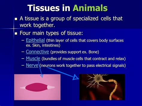 Ppt Lecture 12 Body Organs Tissues Powerpoint
