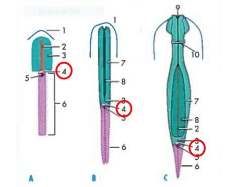 Primary Neurolation Features Quiz