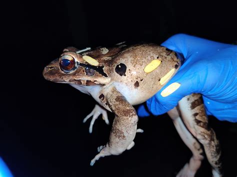 Cooked Frog Syndrome At Dwayne Carson Blog