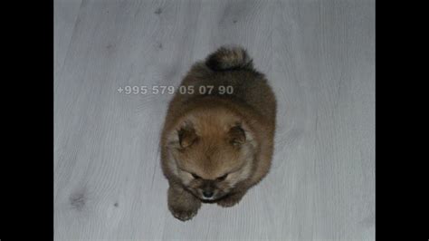 იყიდება პომერანული შპიცის ლეკვი Youtube