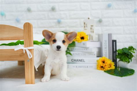 웰시코기분양 사랑스러운 애기 강아지 요요 웰시코기분양 프렌치불독분양 보스턴테리어분양 이탈리안그레이하운드분양 베들링턴테리어분양 셔틀랜드쉽독분양 코카스파니엘분양 퍼그분양