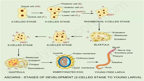 General Feature Of Male Female Ascaris Comparison Of Ascaris Life Cycle Of Ascaris PPTX